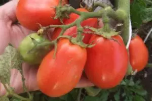 Ural tomatearen deskribapena ez da kezkak, ezta konplexua, hotz erresistentearen duintasuna
