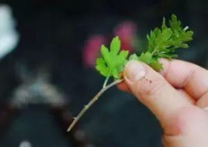 Regeln der Transplantation Chrysantheme im Herbst an einem anderen Ort und Fristen für offene Erde