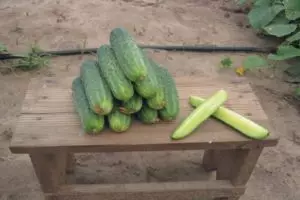 Paglaraw sa Ajax pepino, lainlain nga mga kinaiya ug pagtatanum