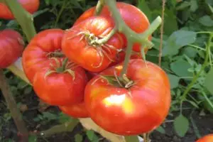 Përshkrimi i domate Delicisiosis domate, tiparet e rritjes dhe korrjes