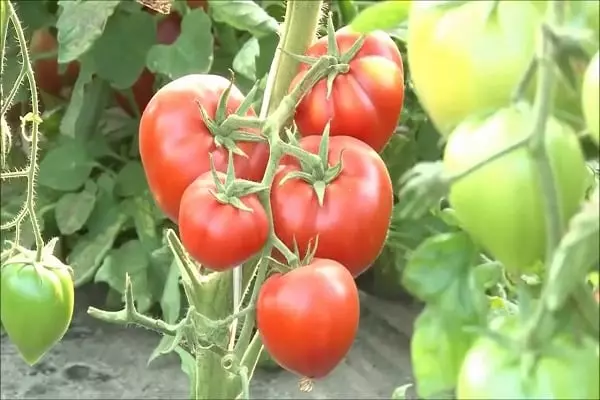 Tomato dryshka
