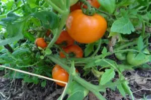 Características e descrición dunha variedade de tomate Medovo Sugar (Dews de mel)