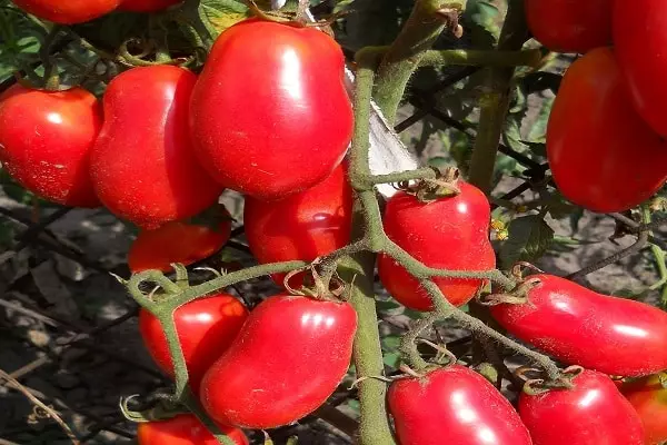 Siji tomat