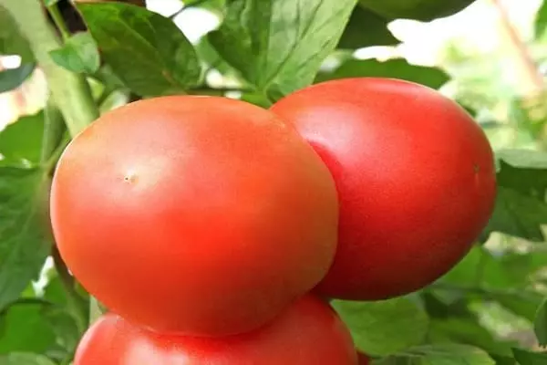 Tomatoes Svat.