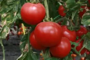 Description of the Tomato Site Lookage His characteristic and yield