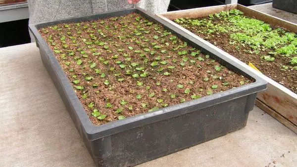 Riproduzione di begonias.