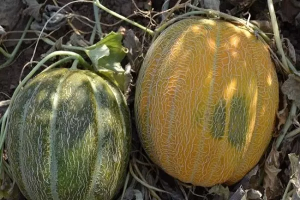Melon Etiopka