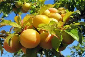 Descripció de les espècies de prunes de varietats de rencode, beneficis i danys, rendiment i cultiu
