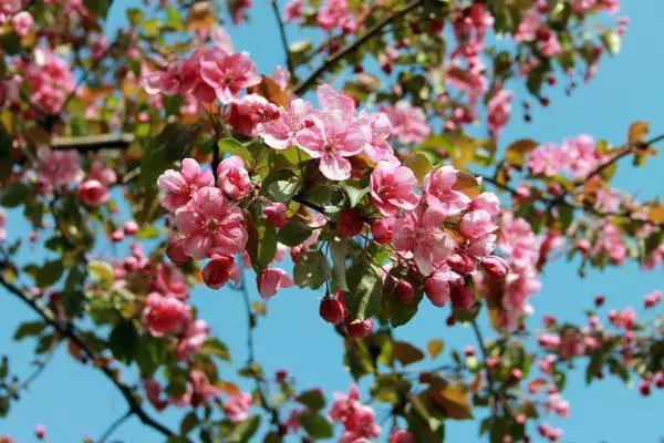 Plossom plum