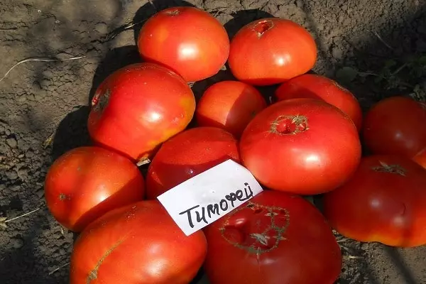 Tomat timofey.