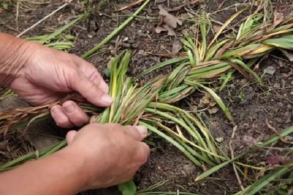 iskopajte hyacint