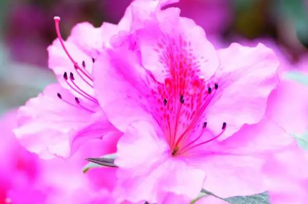 Klase Rhododendron