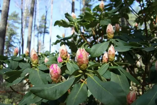 Rhododendron மோரி.