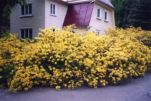 Rhododendron jaune