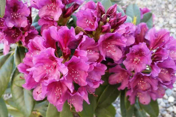 Violet Rhododendron.