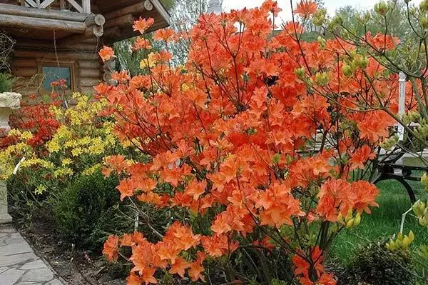 Kush Rhododendron.