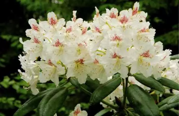 زهرة rhododendron.