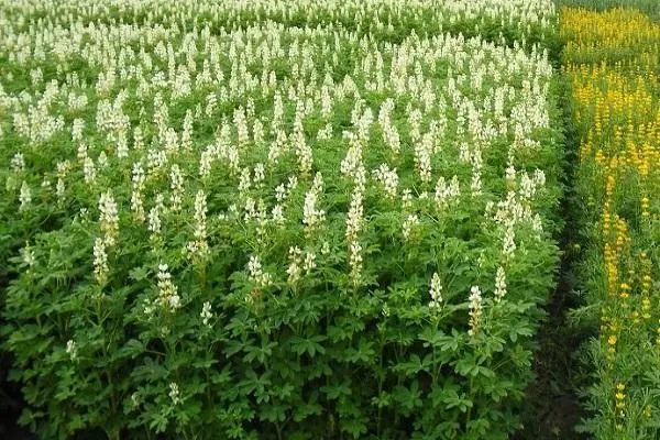 Siderat کے طور پر Lupine