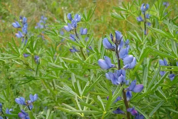 نگلائزڈ Lupinus.