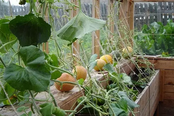 Greenhouse Melon.