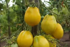 Priskribo de la vario de tomato Anna Herman kaj liaj karakterizaĵoj