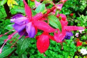Beskrivelse af sorter og populære typer af Fuchsia, dens landing og pleje