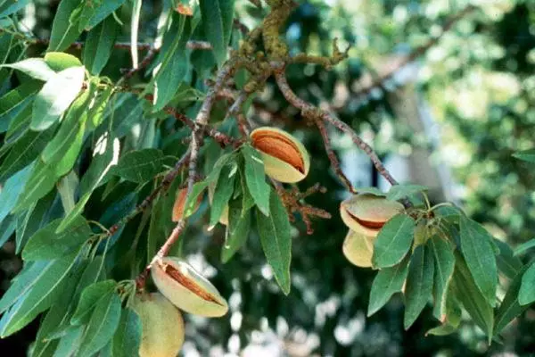 Almond Tree.