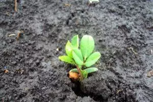 在開放土壤中生長花生的方法，適當的品種和規則