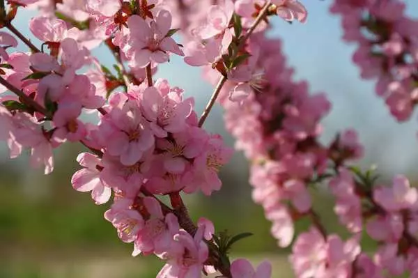 Almond Pink Foom