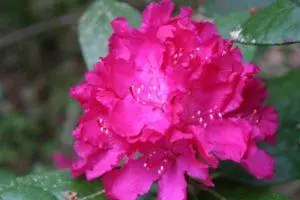 Rhododendron हेलली Rhododendron, देखभाल और फूल के लिए बढ़ने का विवरण