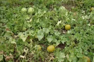 Kā augt melones Sibīrijā atklātā augsnē un siltumnīcā?