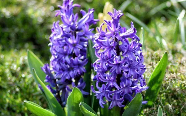 Hyacinth ყვავილები