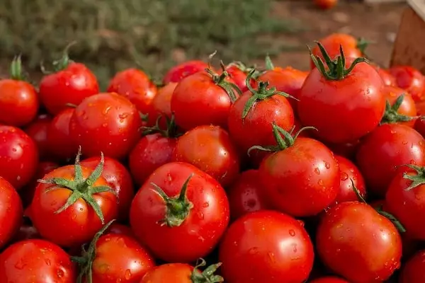 Tomato Minister