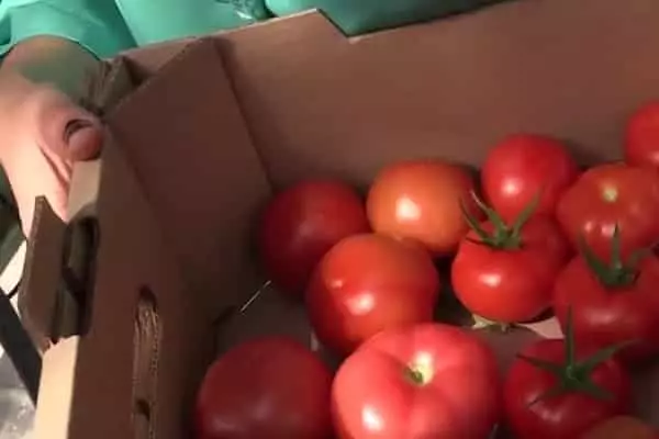 Tomaten reifen.