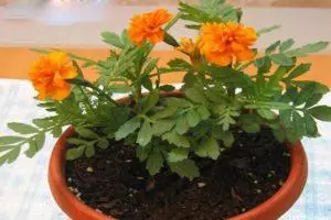 Est-il possible de cultiver les velitans à la maison et les règles de soin de la plante dans les pots en hiver