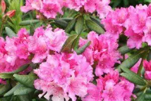Katrangan lan ciri Rhododendron saka kelas Hague, Landing lan Care