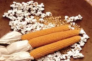 爆米花，栽培和储存的玉米品种