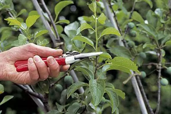 Pruning plum.