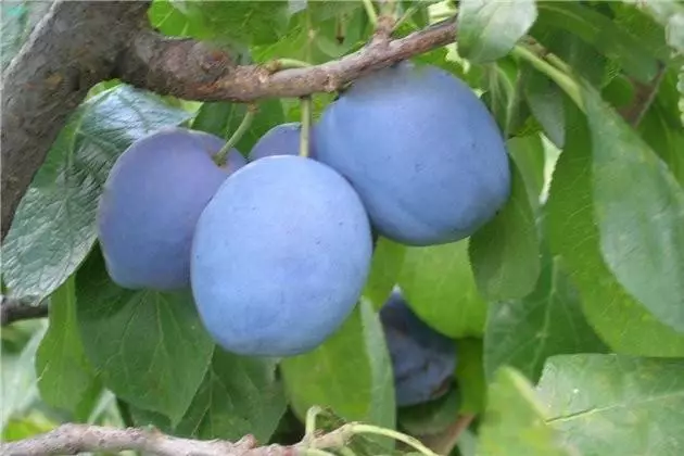 Plum matang