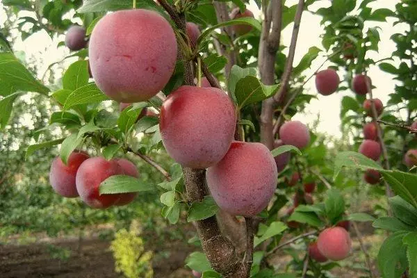 Plum berbentuk usus besar