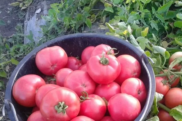 עגבניות vermilion.