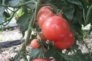 Tomato tomati pani Yana kirjeldus selle iseloomulik ja saagis