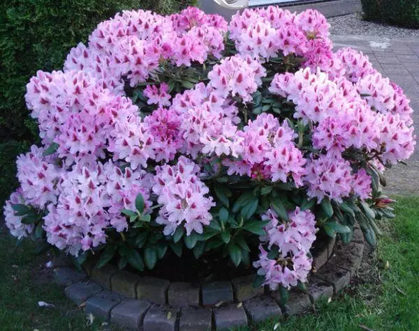 Rhododendrons mu busitani
