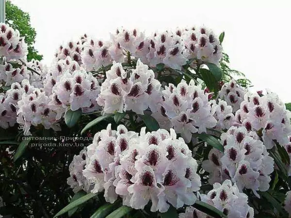 Rhododendrons Coals