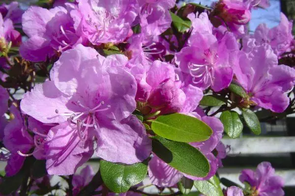 Rhododendrons लार्बुरा।
