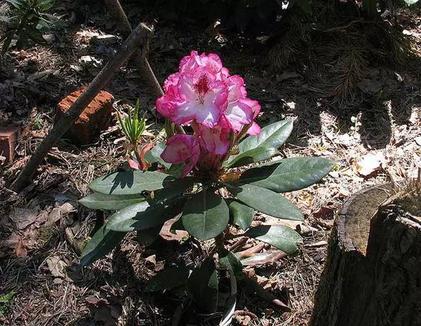 Sadzenie rododendronu.