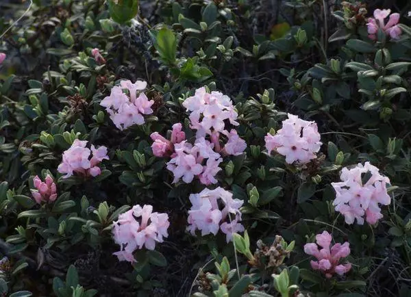 Växande rhododendron