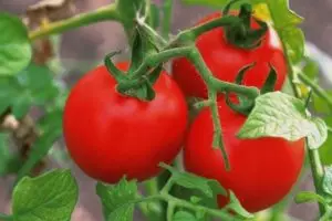 תיאור מגוון של עגבניות לילי מרלן ומאפייניו