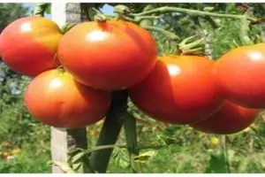 TOMATO NOCTURNE kirjeldus, soovituste suurenemise