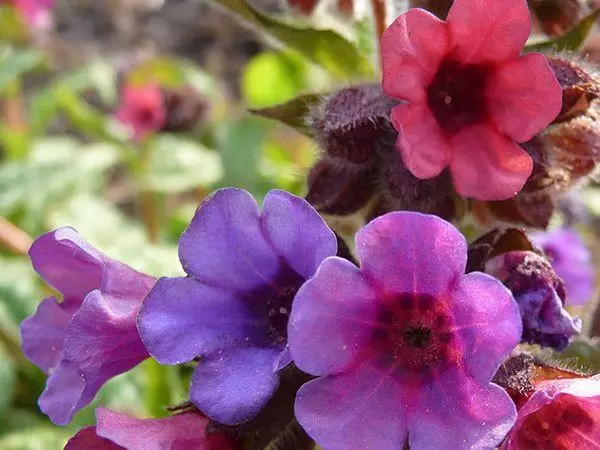 Pulmonary flowers